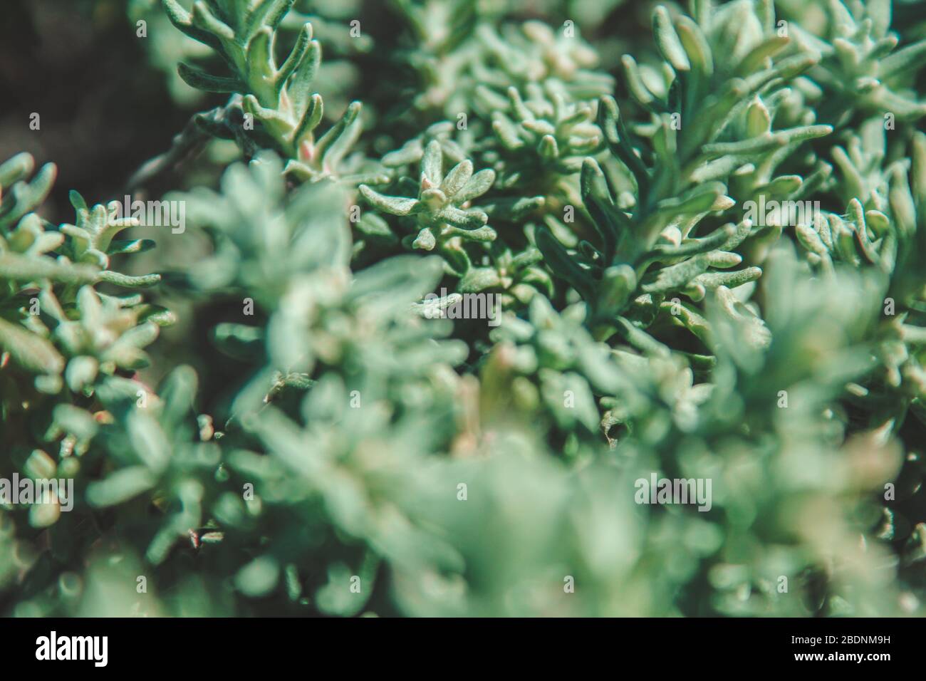small wild evergreen plant is growing in Mallorca, Spain Stock Photo ...
