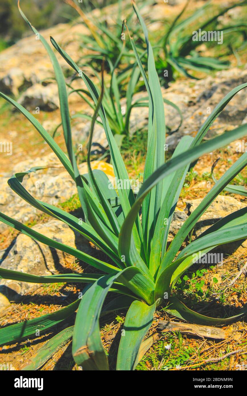 small wild evergreen plant is growing in Mallorca, Spain Stock Photo ...