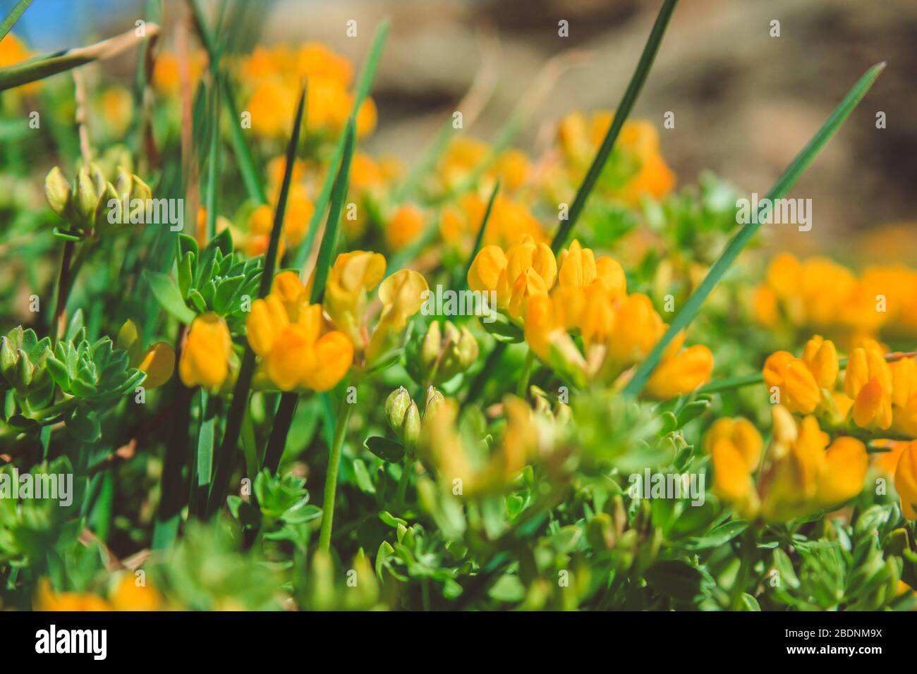 Gorse in bloom background hi-res stock photography and images - Alamy