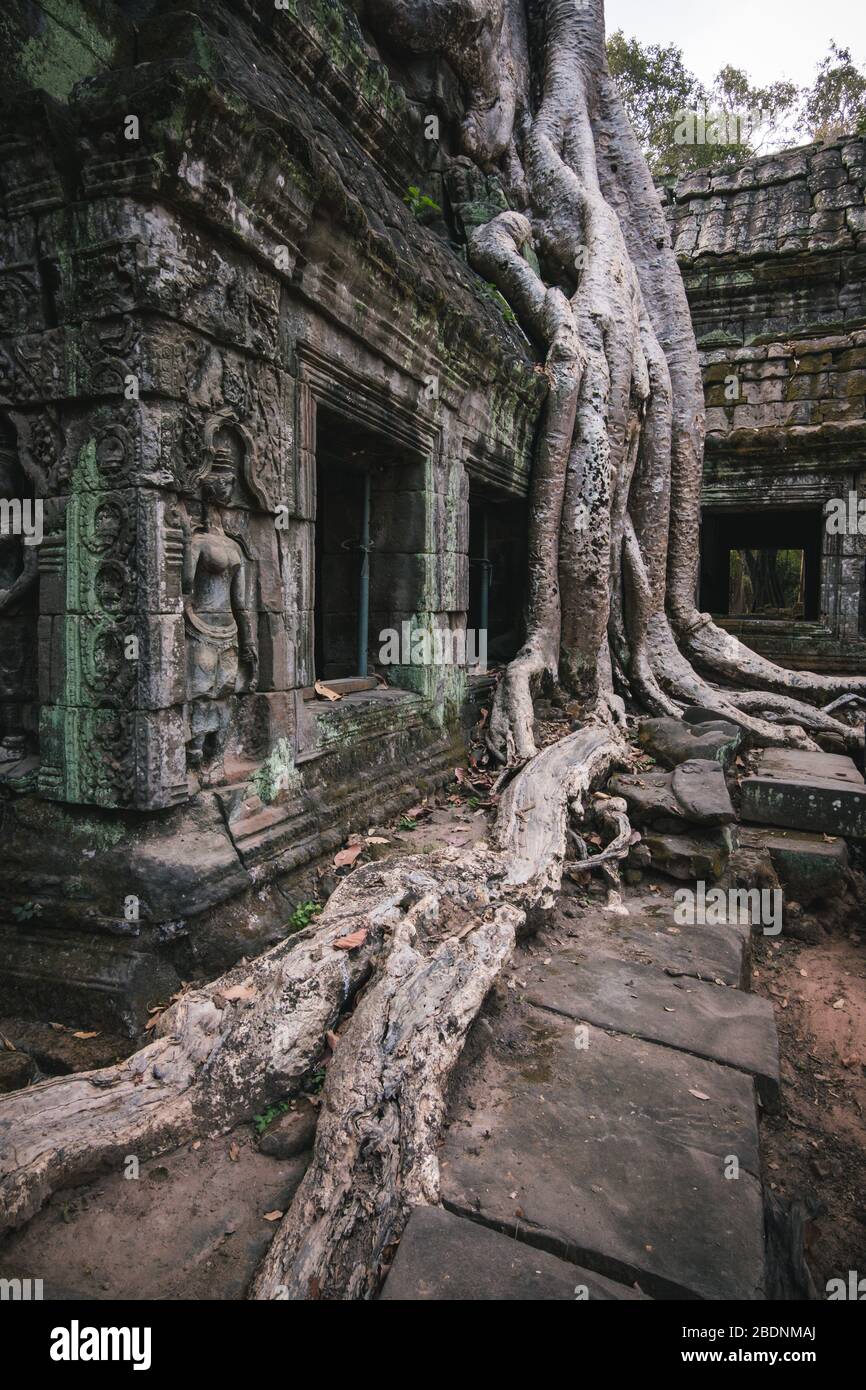 Monk angkor wat tree hi-res stock photography and images - Alamy