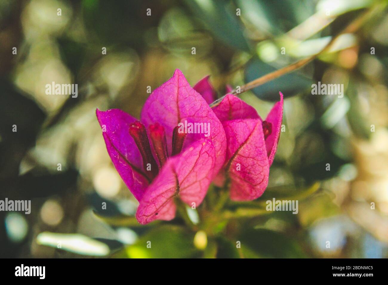 Mallorca flowers west hi-res stock photography and images - Alamy