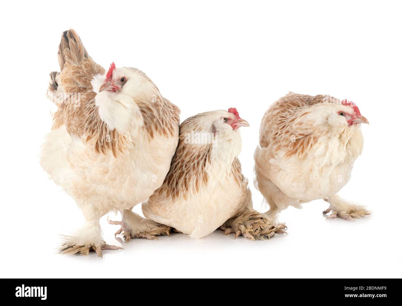 Salmon Faverolle Rooster