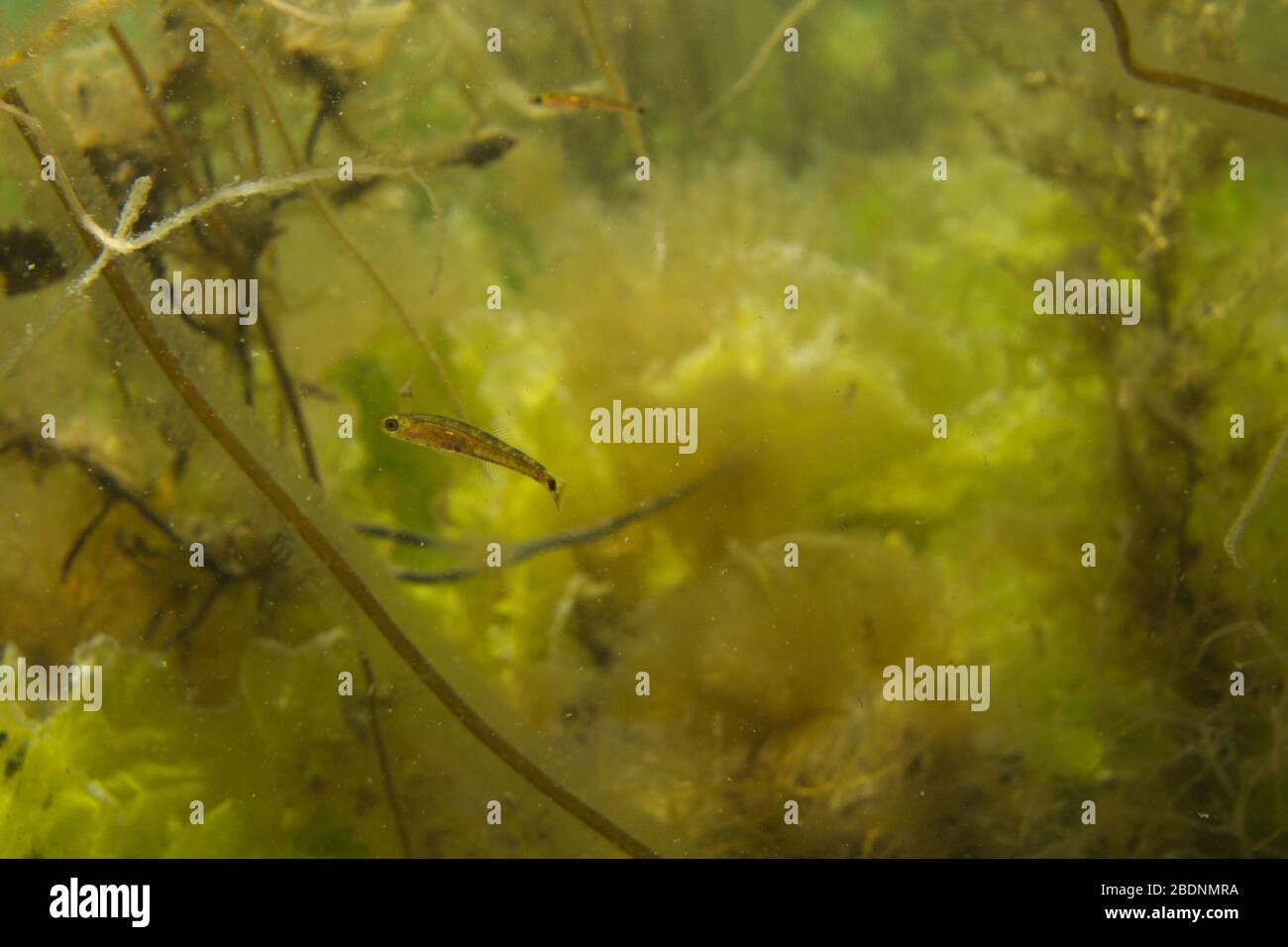 Small fry in Irish waters Stock Photo - Alamy
