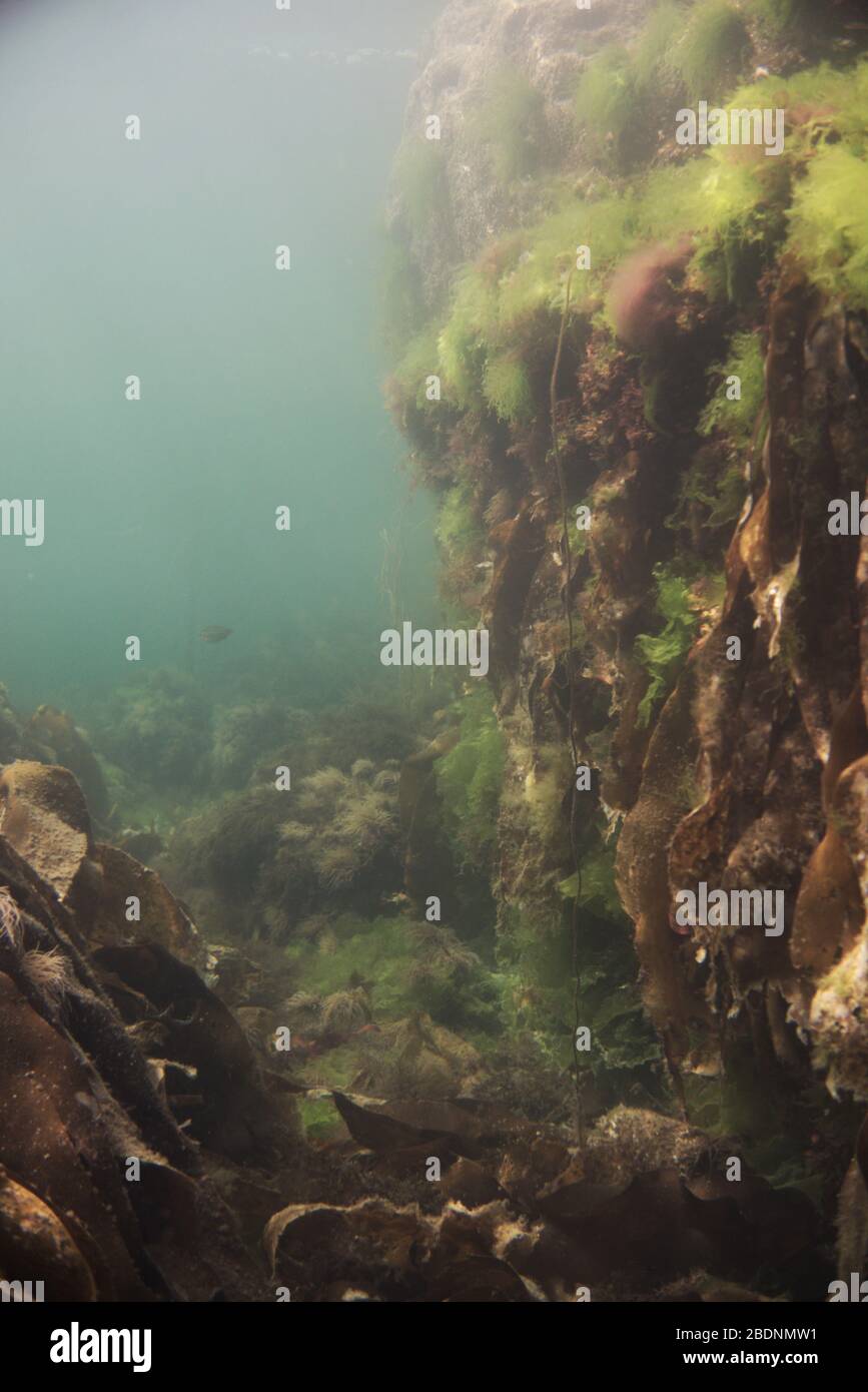 Scuba ireland hi-res stock photography and images - Alamy