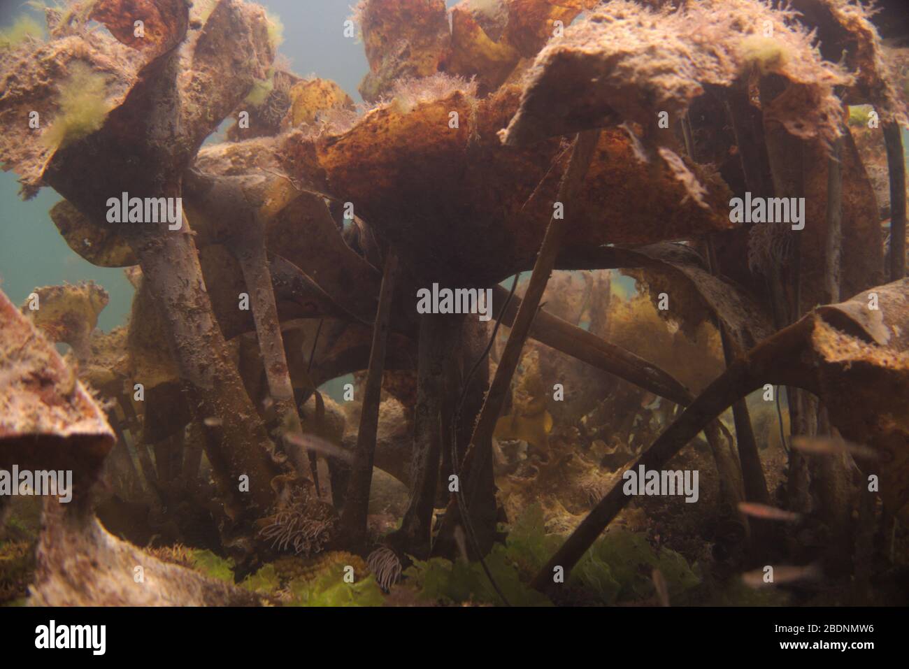 Sea creatures ireland hi-res stock photography and images - Alamy