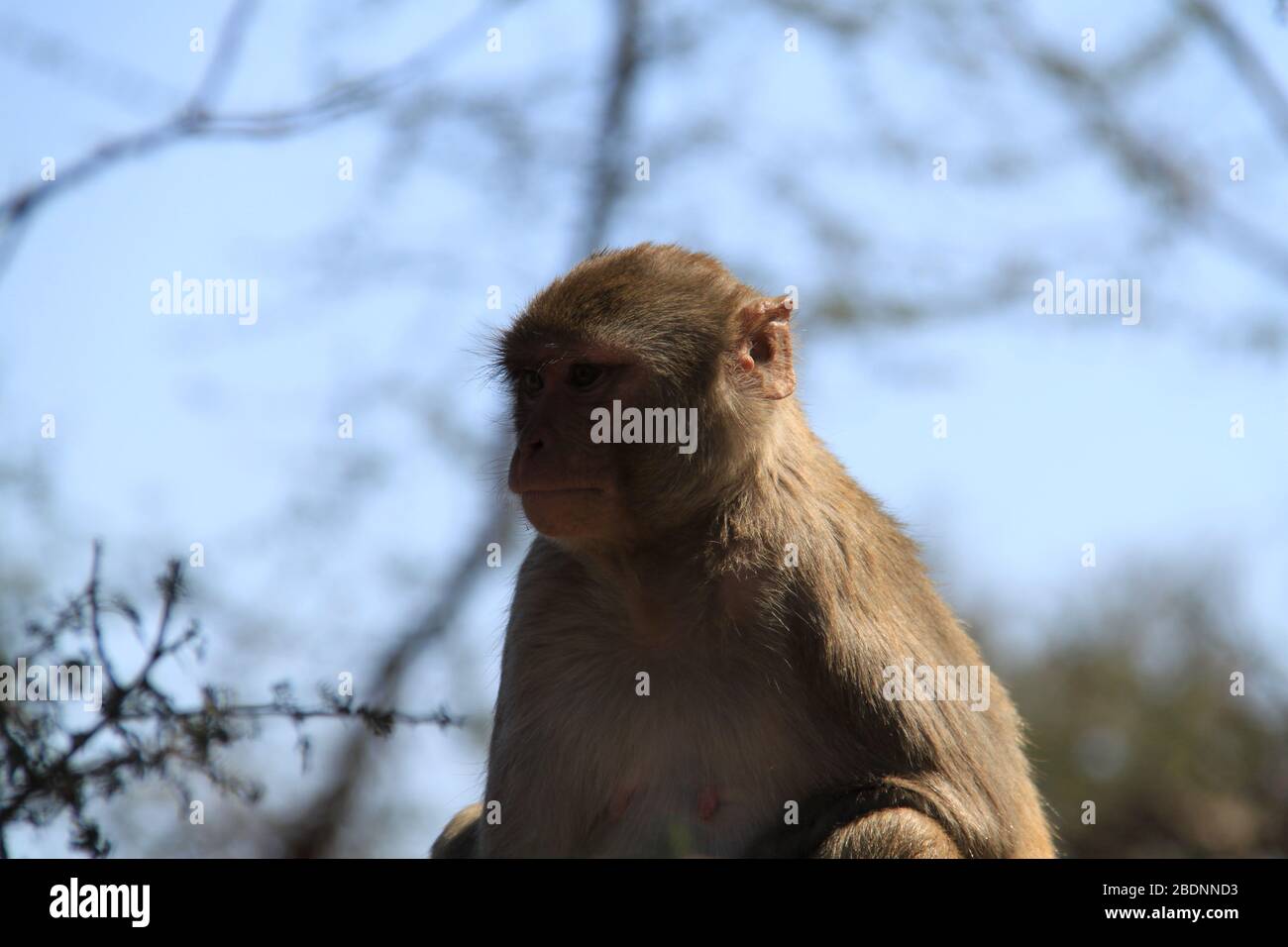 India, baboons along the way Stock Photo - Alamy