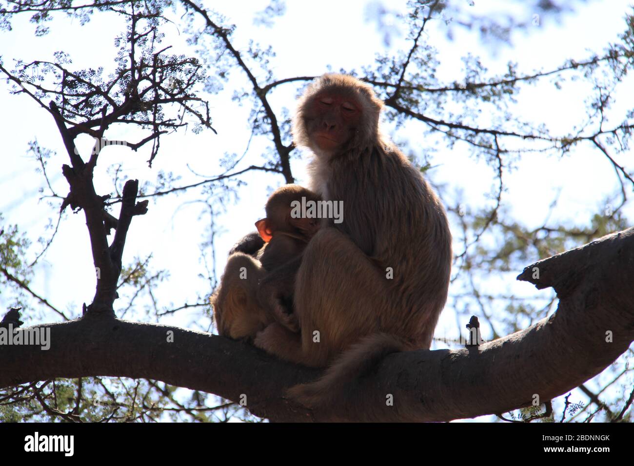 India, baboons along the way Stock Photo - Alamy