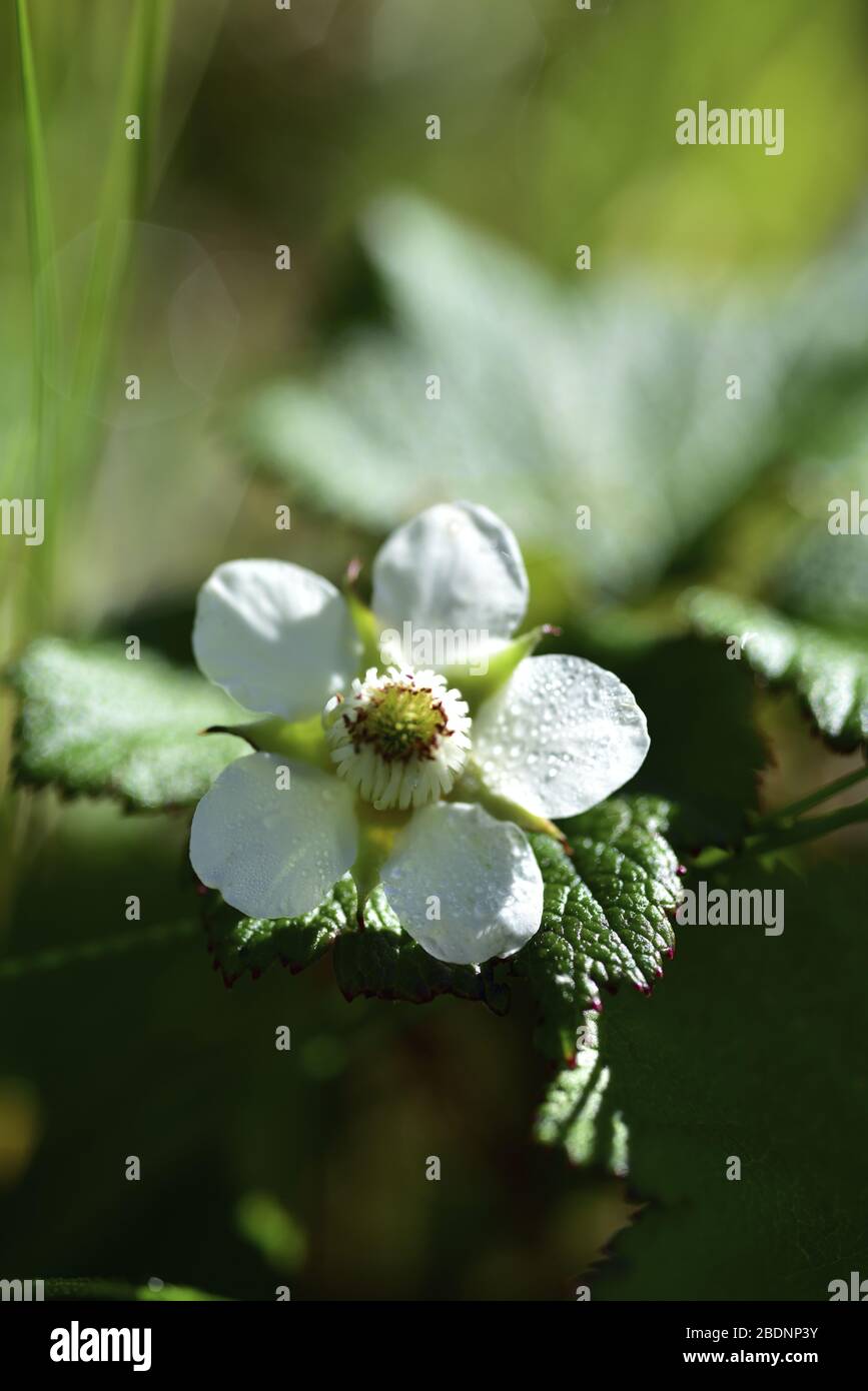 Rubus pectinellus hi-res stock photography and images - Alamy