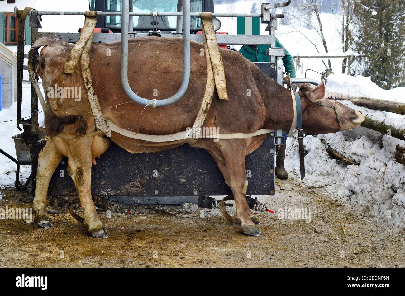 Austria, cow fixed on a tractor tool to trim and care for the hooves ...