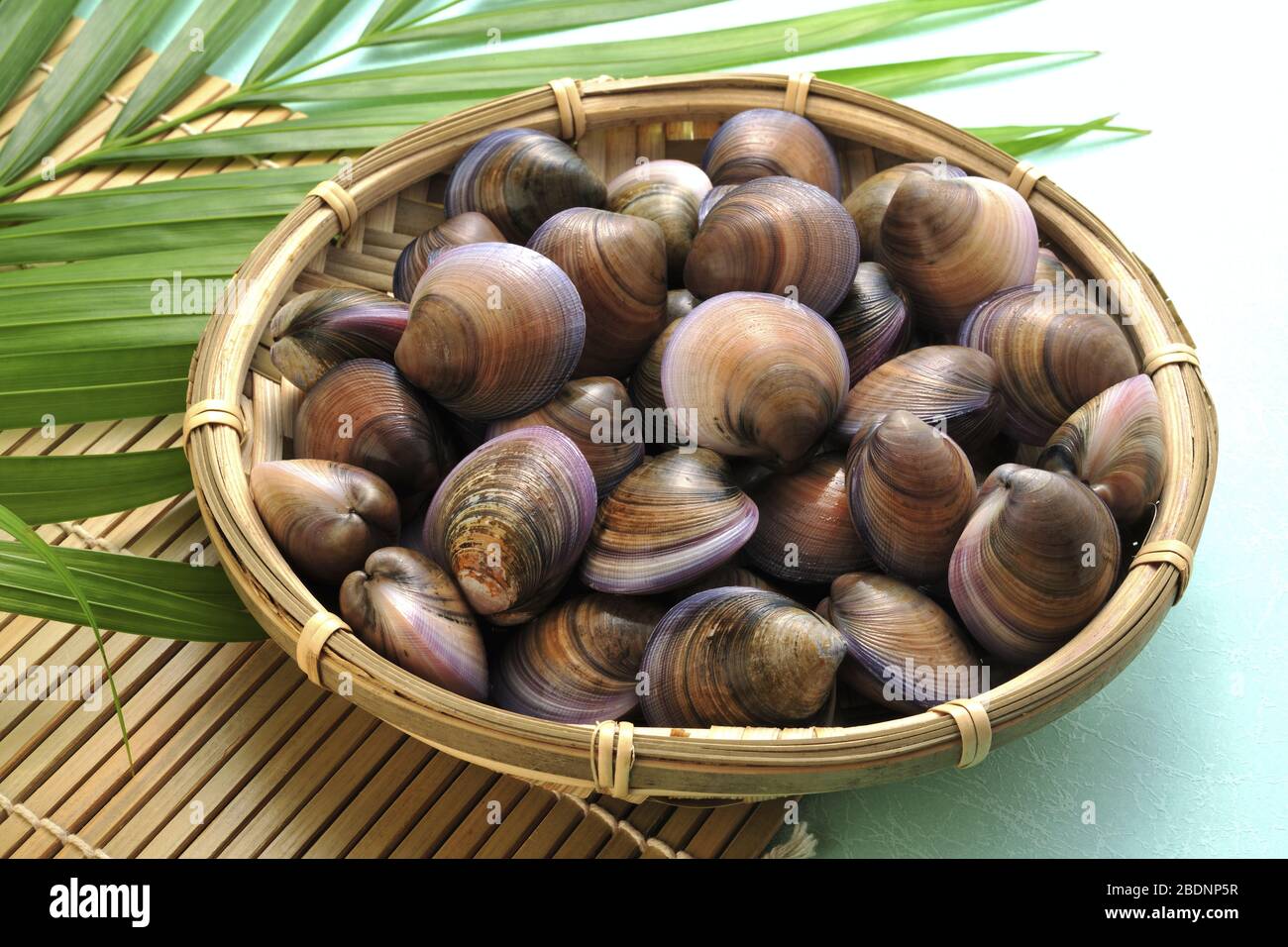 Studio shot the seafood portrait of Clam Stock Photo - Alamy