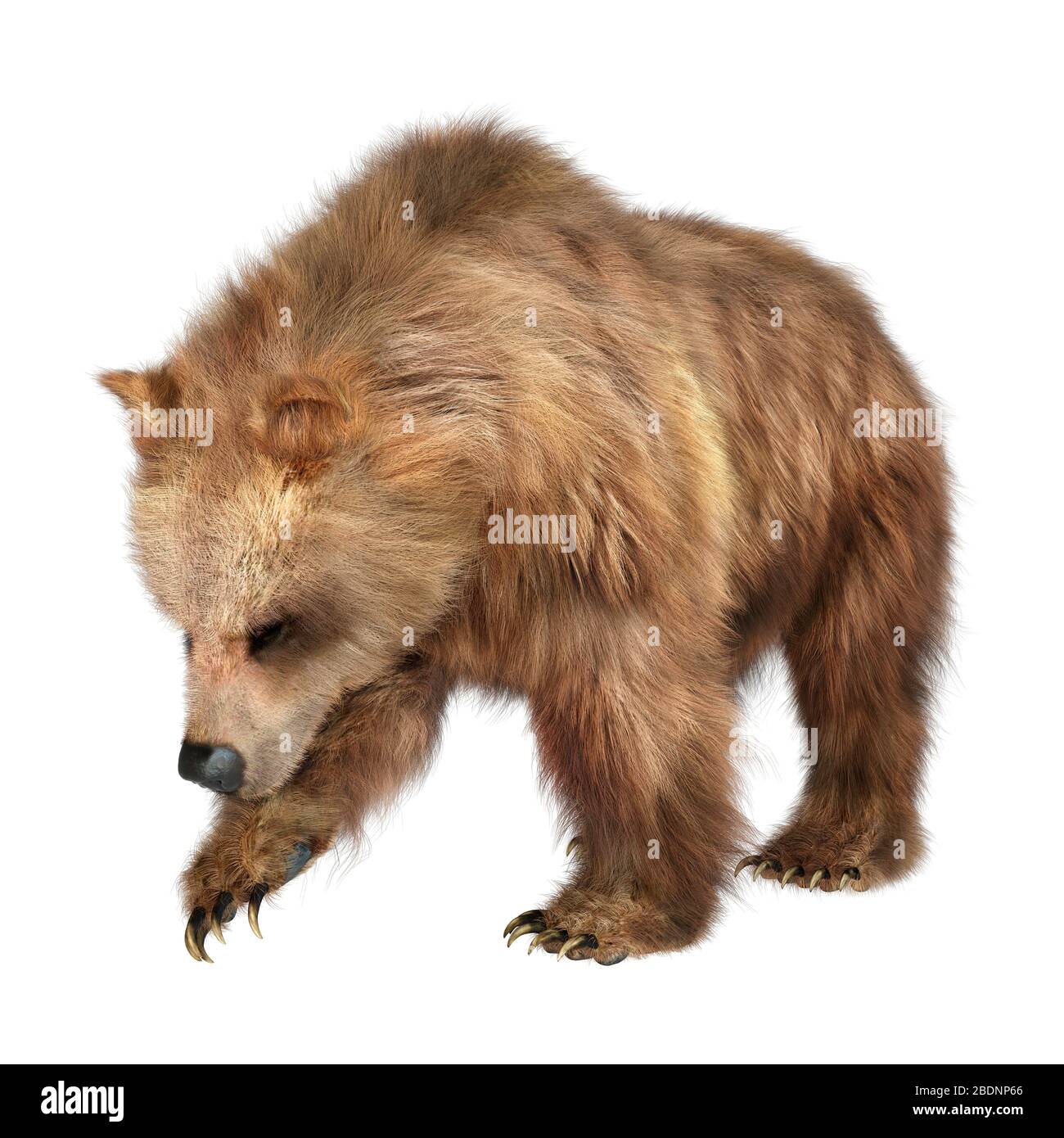 3D rendering of a brown bear isolated on white background Stock Photo ...