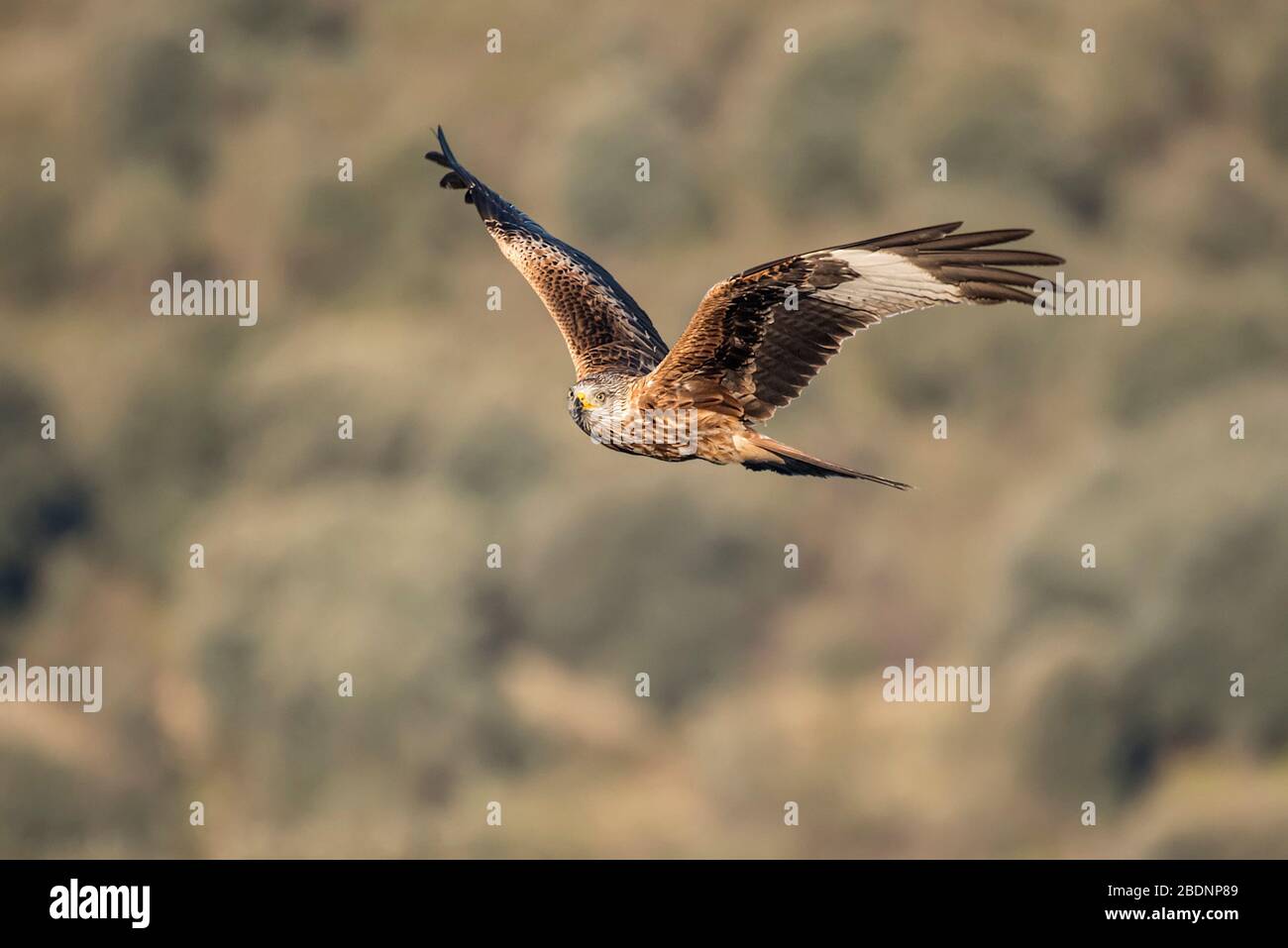 Raptor red kite in flight with blur background Stock Photo - Alamy