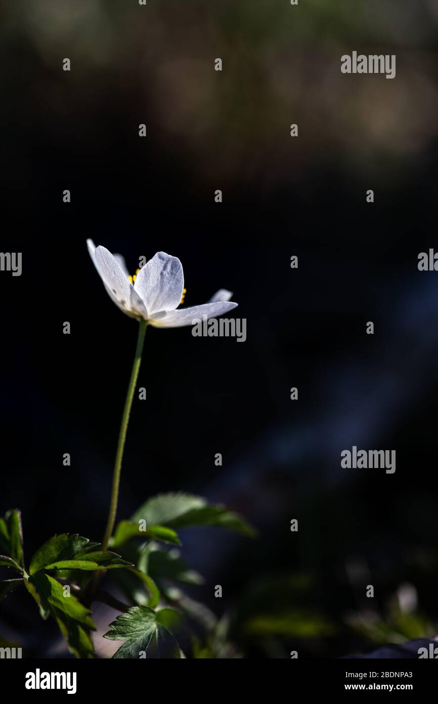 White Windflower High Resolution Stock Photography and Images - Alamy