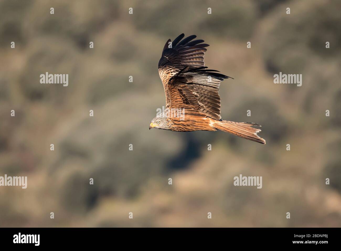Raptor red kite in flight with blur background Stock Photo - Alamy