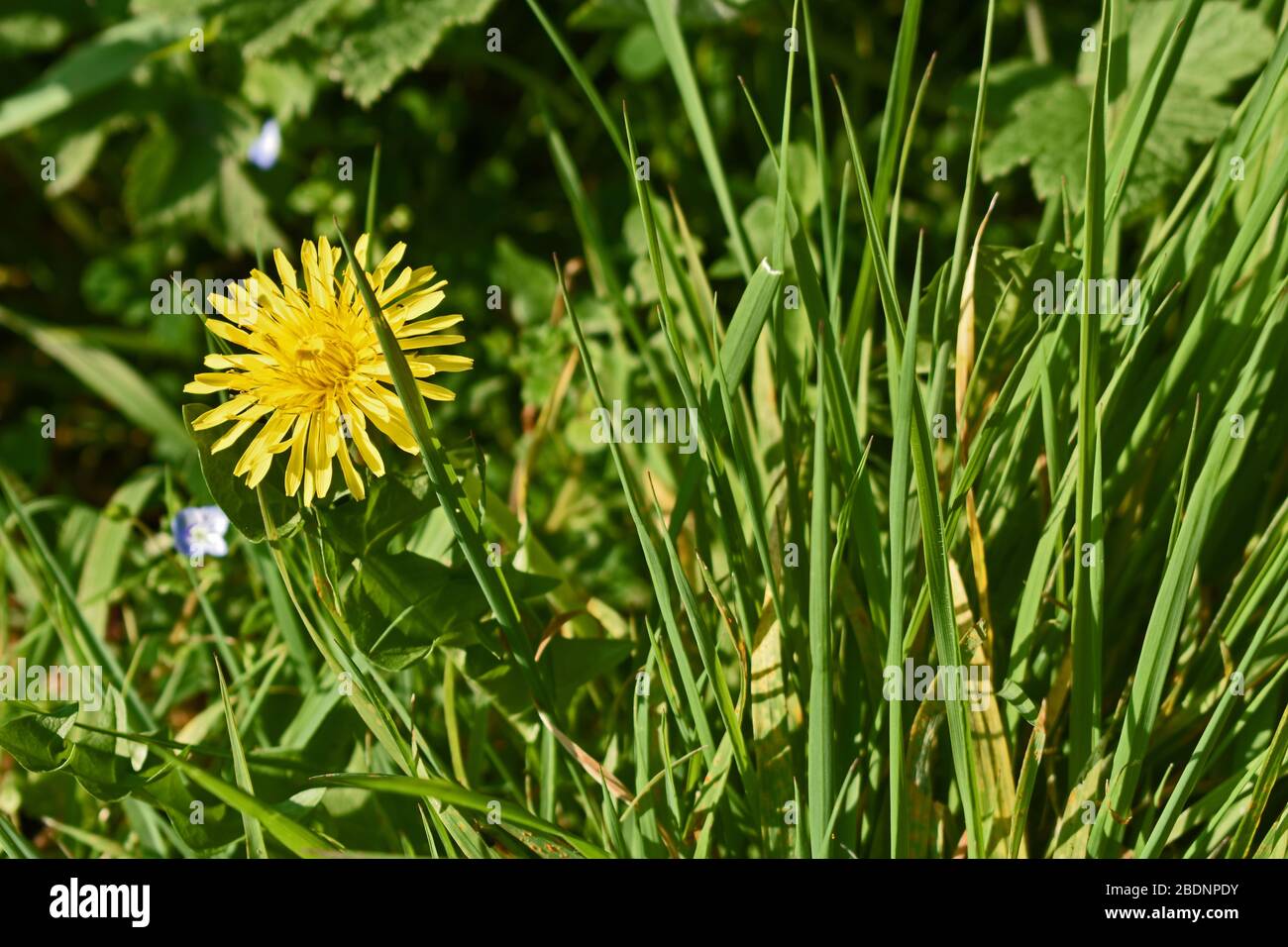 Dandelion flower in a meadow Stock Photo - Alamy