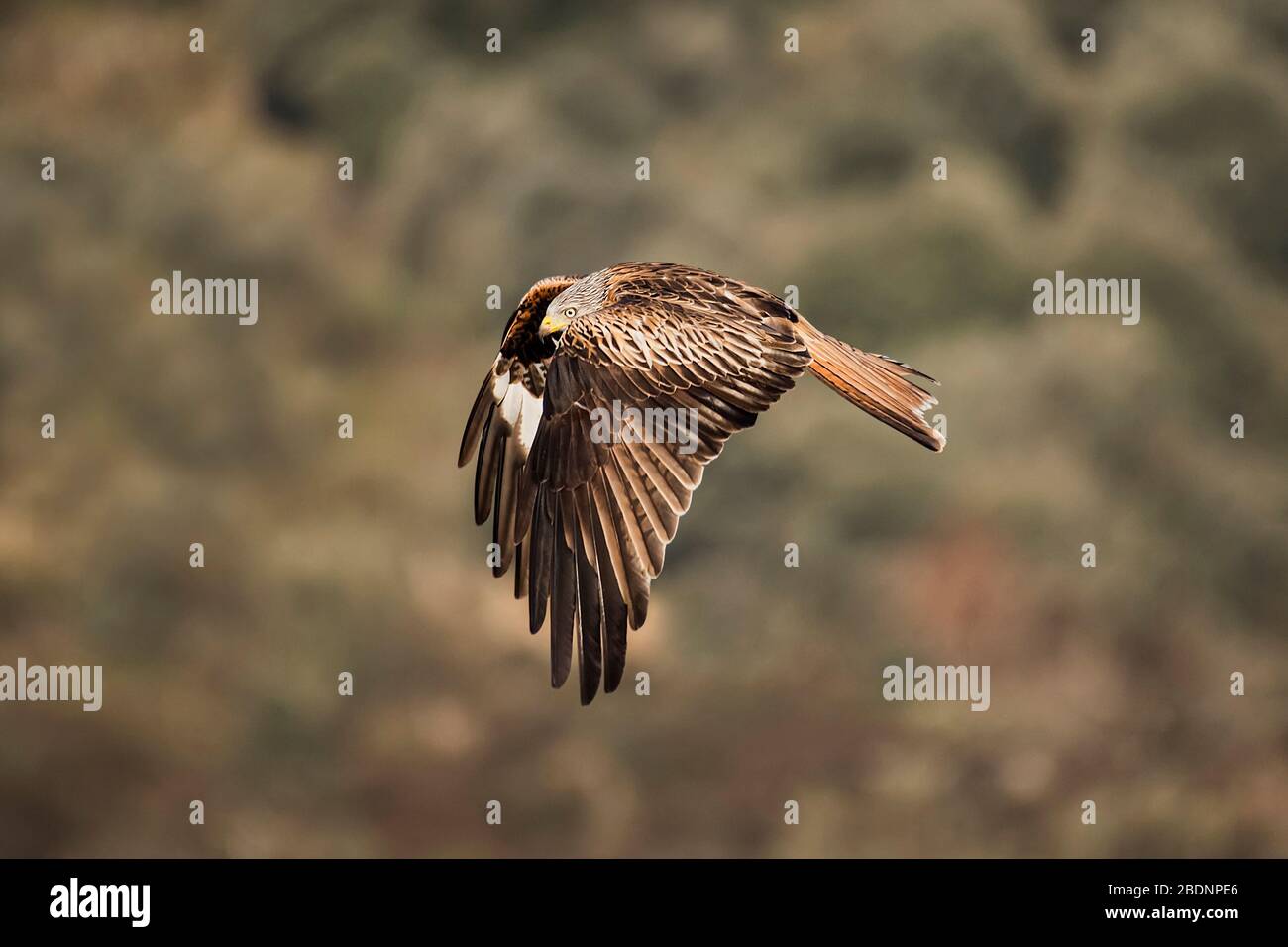 Raptor red kite in flight with blur background Stock Photo - Alamy