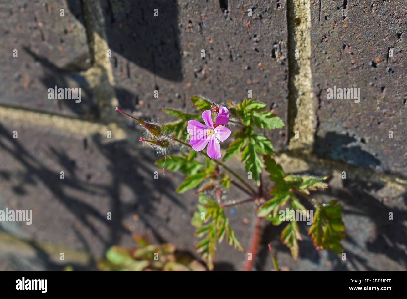 Herb robert flower growing near a brick wall Stock Photo - Alamy