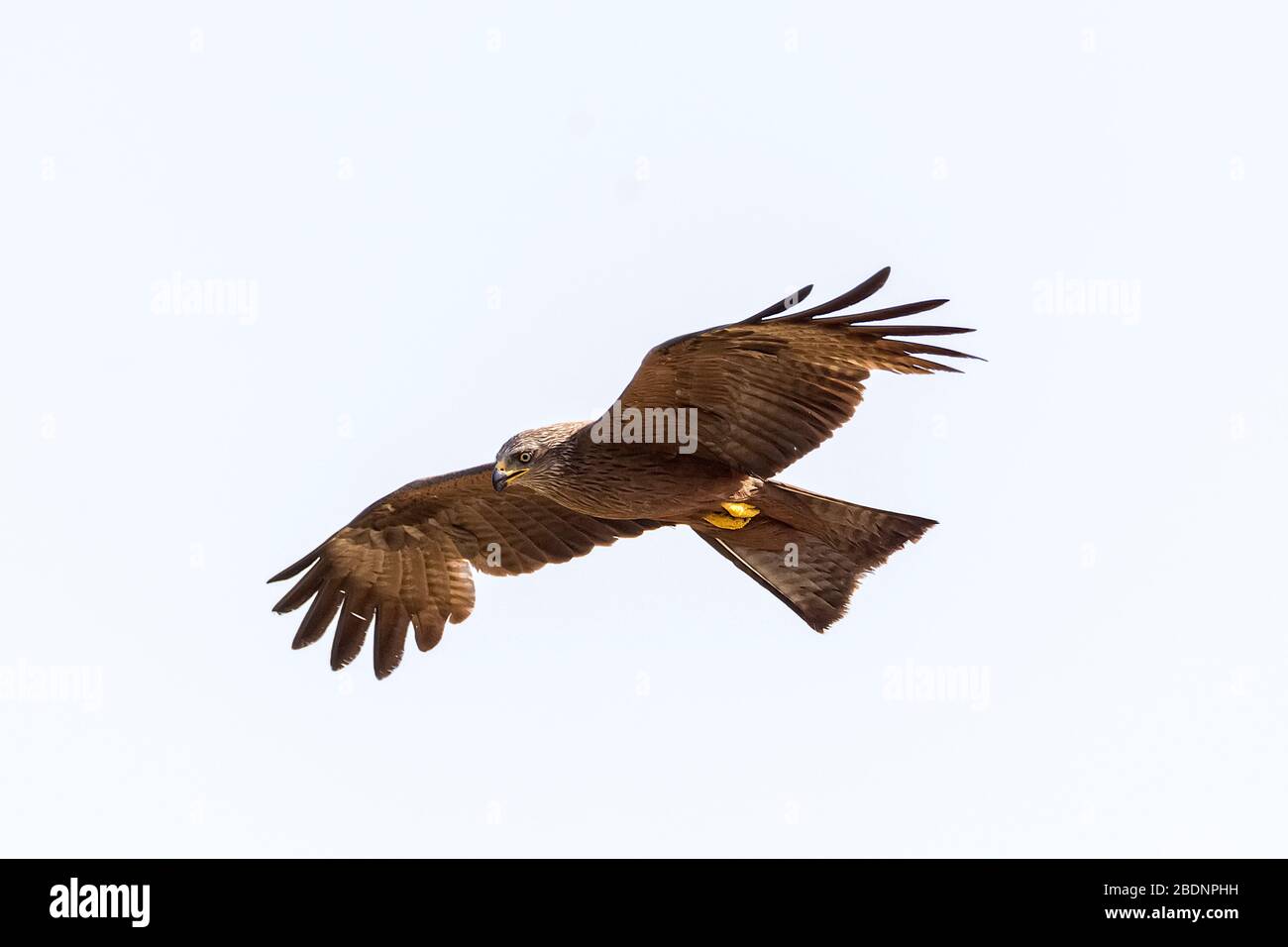 Raptor red kite in flight with white background Stock Photo - Alamy