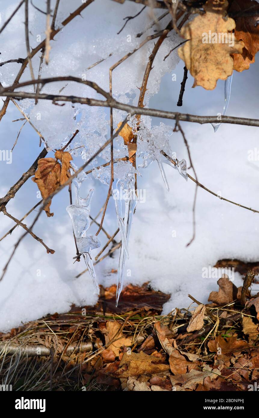 Austria, leaves and icecicles in snowy landscape Stock Photo - Alamy