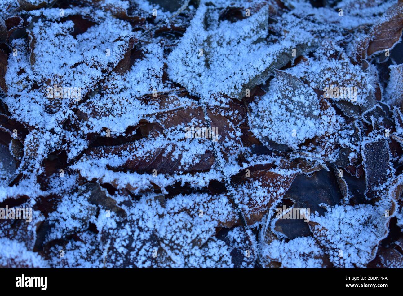 Snow covered leaves background in Uetliberg Stock Photo - Alamy