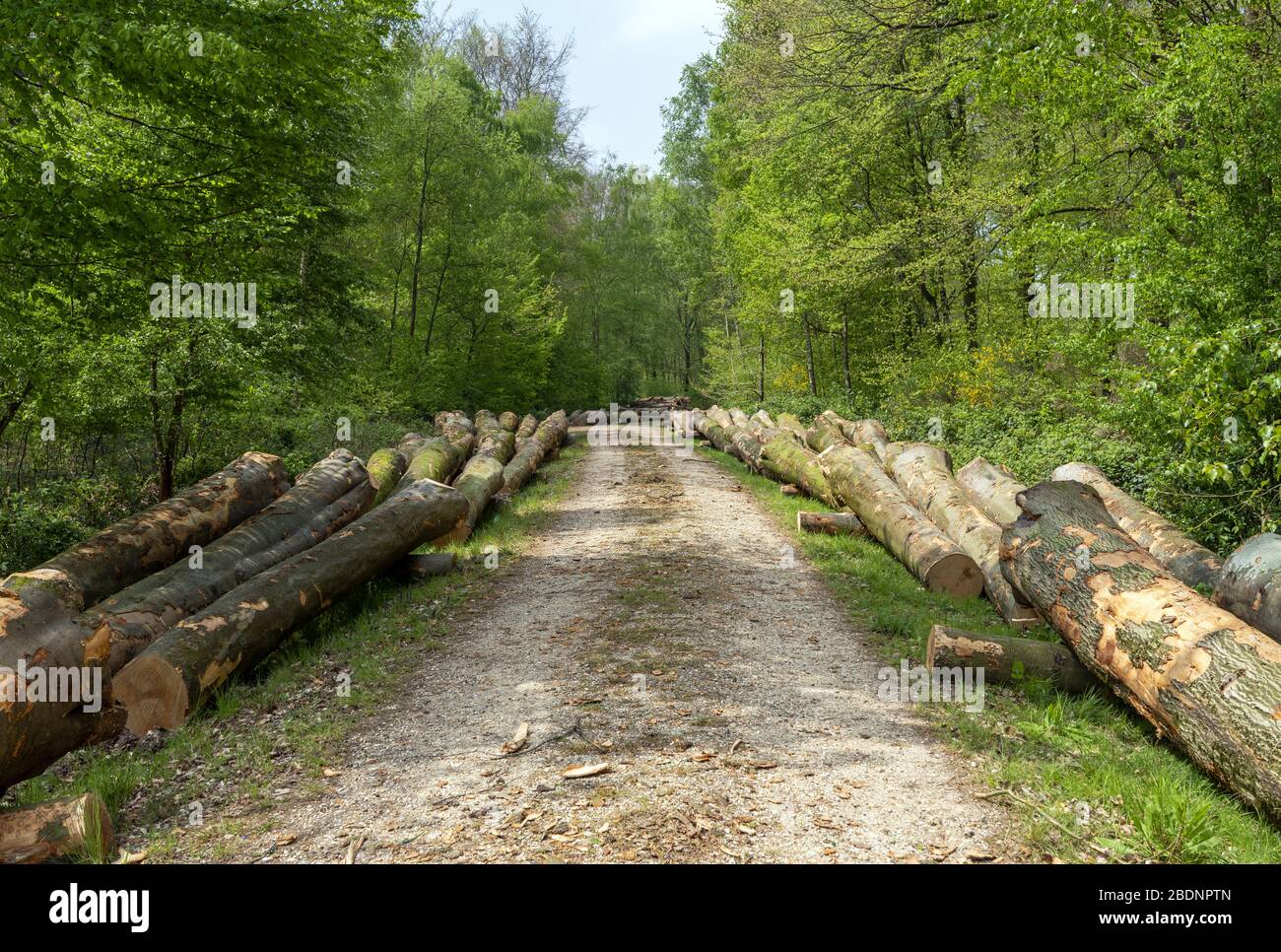 Logging in Micheldever Woods in Hampshire, England, UK Stock Photo - Alamy