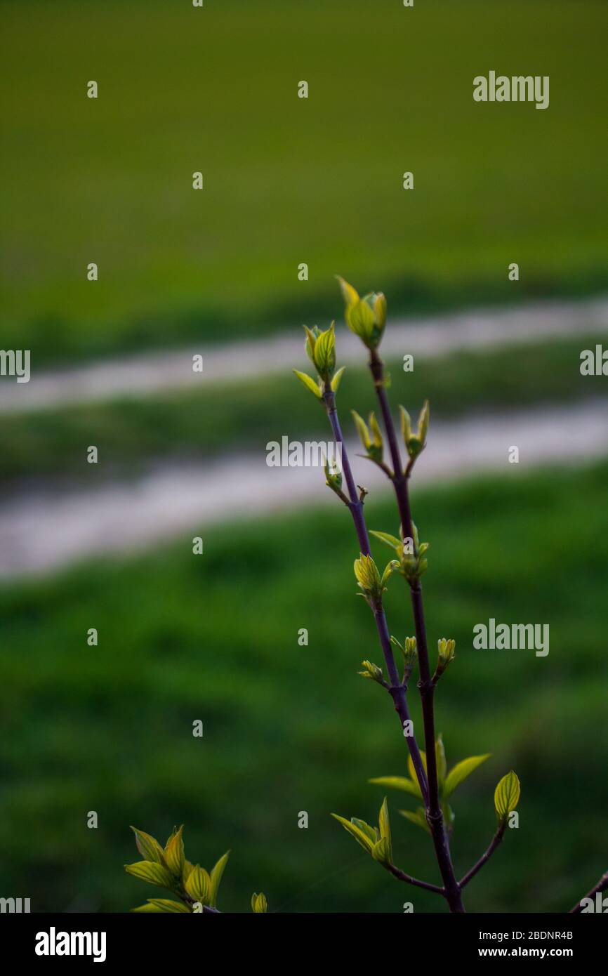 the first spring buds on a branch at dusk Stock Photo - Alamy