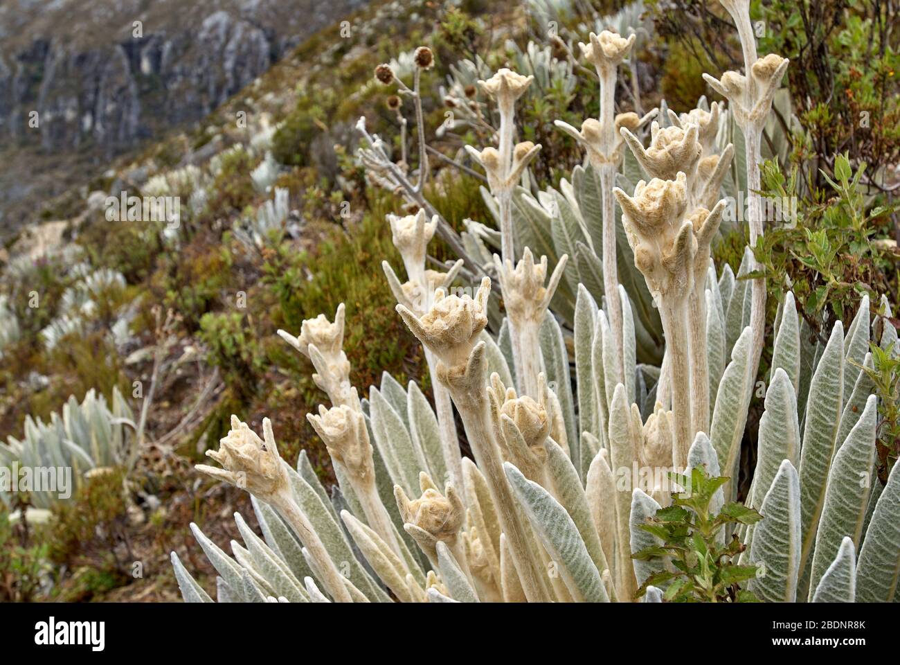 Frailejon, high altitude plant of Andes, Espeletia schultzii, Merida ...