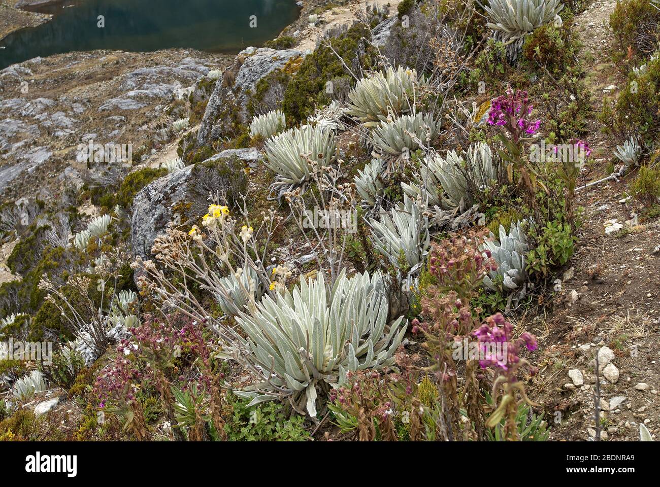 Frailejon merida venezuela hi-res stock photography and images - Alamy