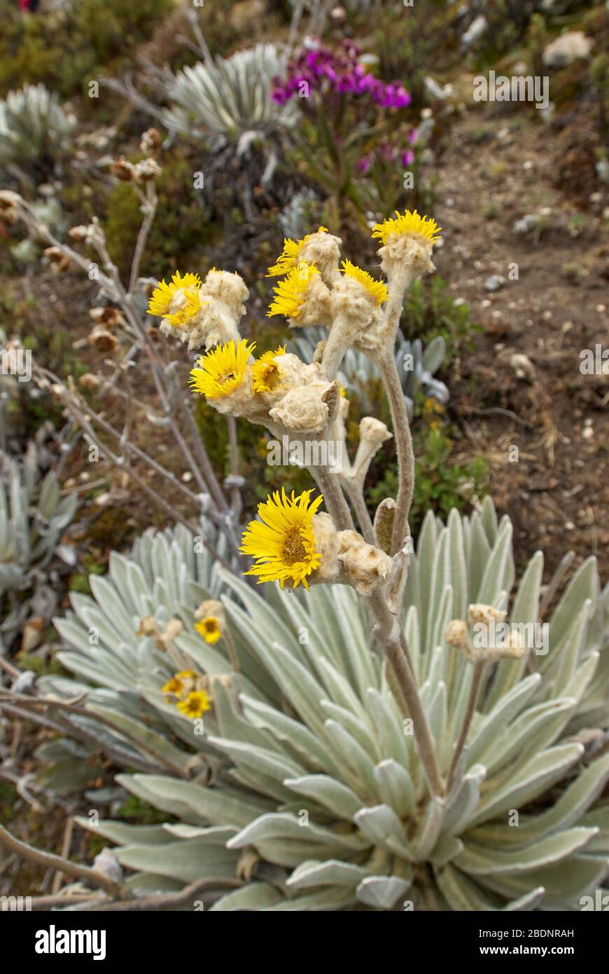 Frailejon, high altitude plant of Andes, Espeletia schultzii, Merida ...