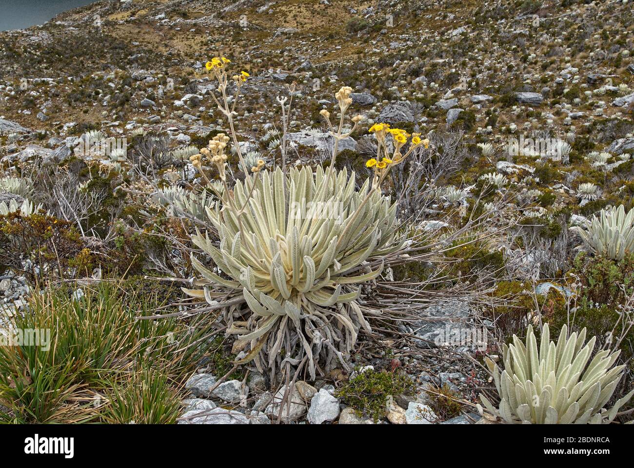 Frailejon merida venezuela hi-res stock photography and images - Alamy