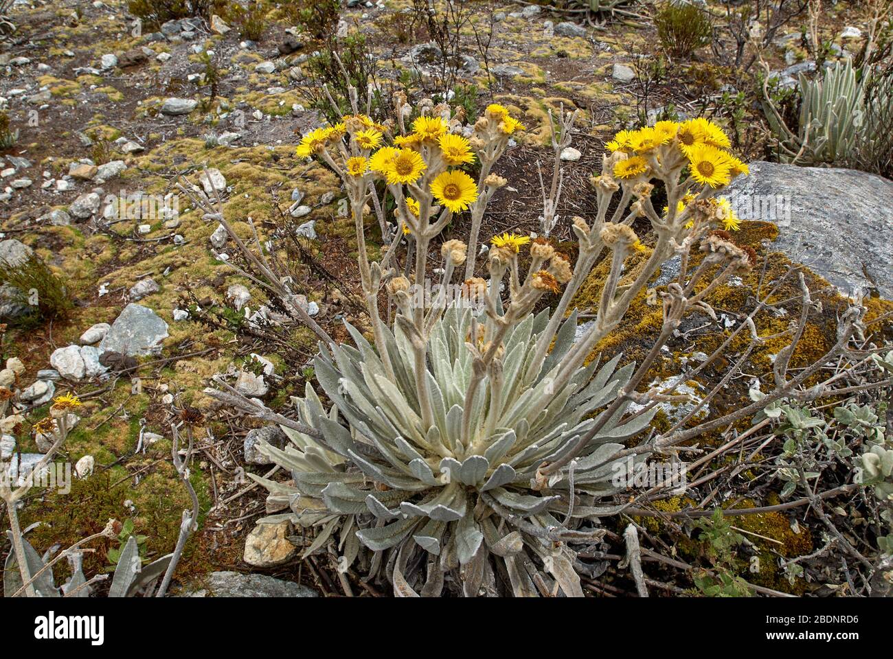 Frailejon, high altitude plant of Andes, Espeletia schultzii, Merida ...