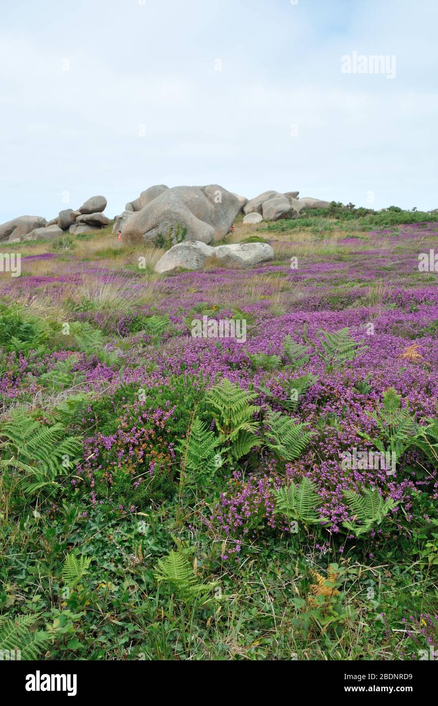 Heather and rock on the pink granite coast in Brittany Stock Photo - Alamy