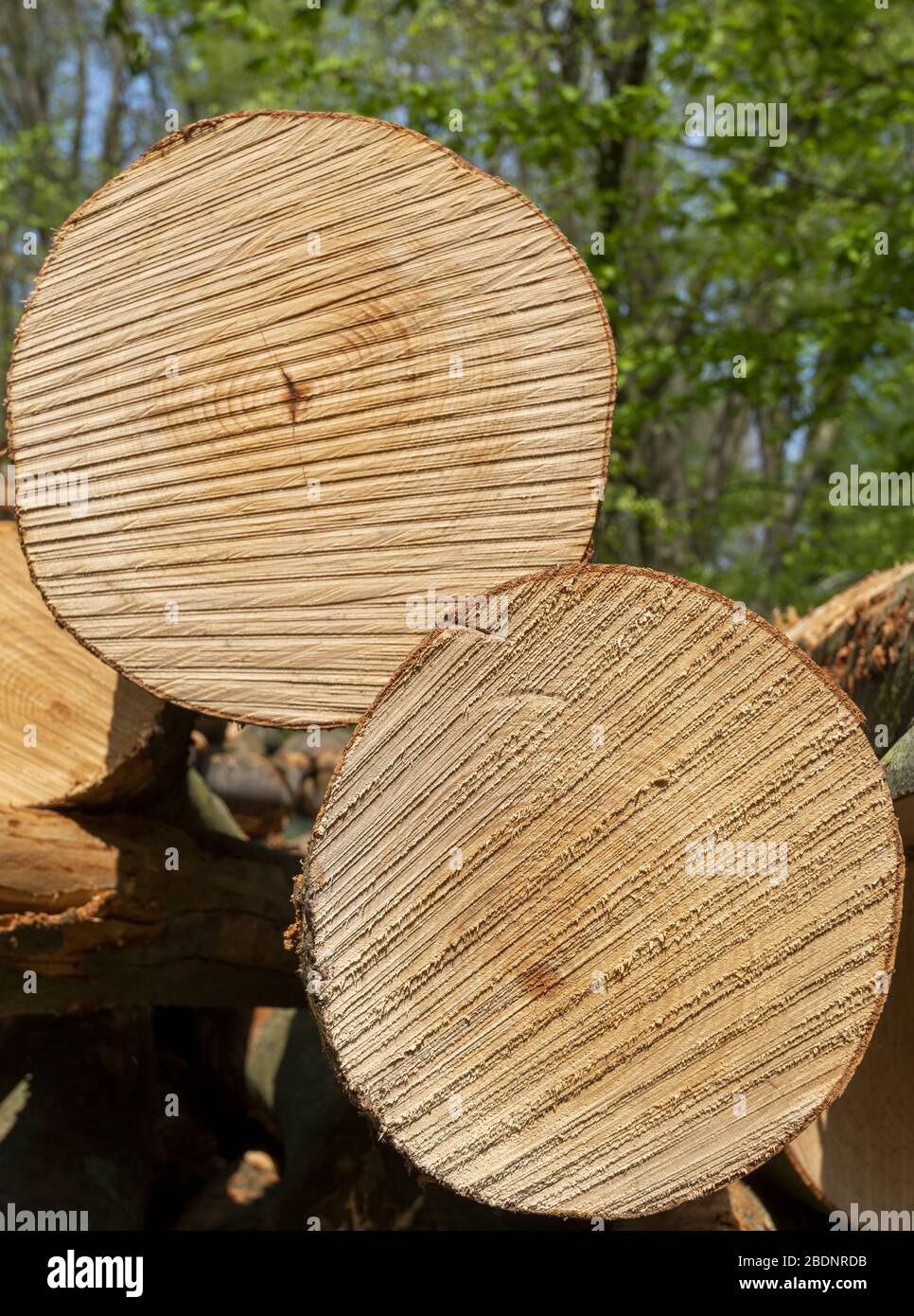 Fell trees freshly hi-res stock photography and images - Alamy