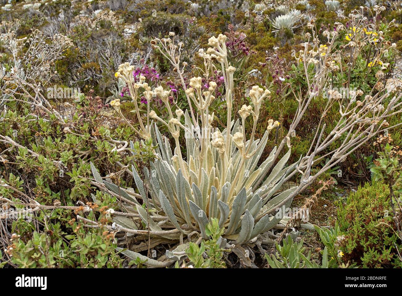 Frailejon, high altitude plant of Andes, Espeletia schultzii, Merida ...