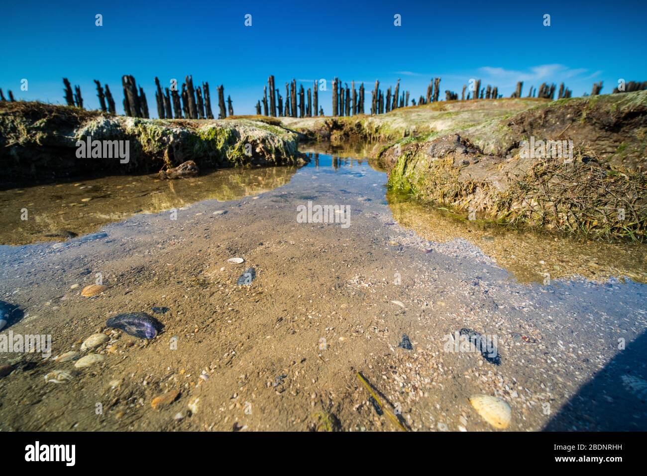 Textures dry sea bottom and old dike at low tide, tidal marsh along the ...