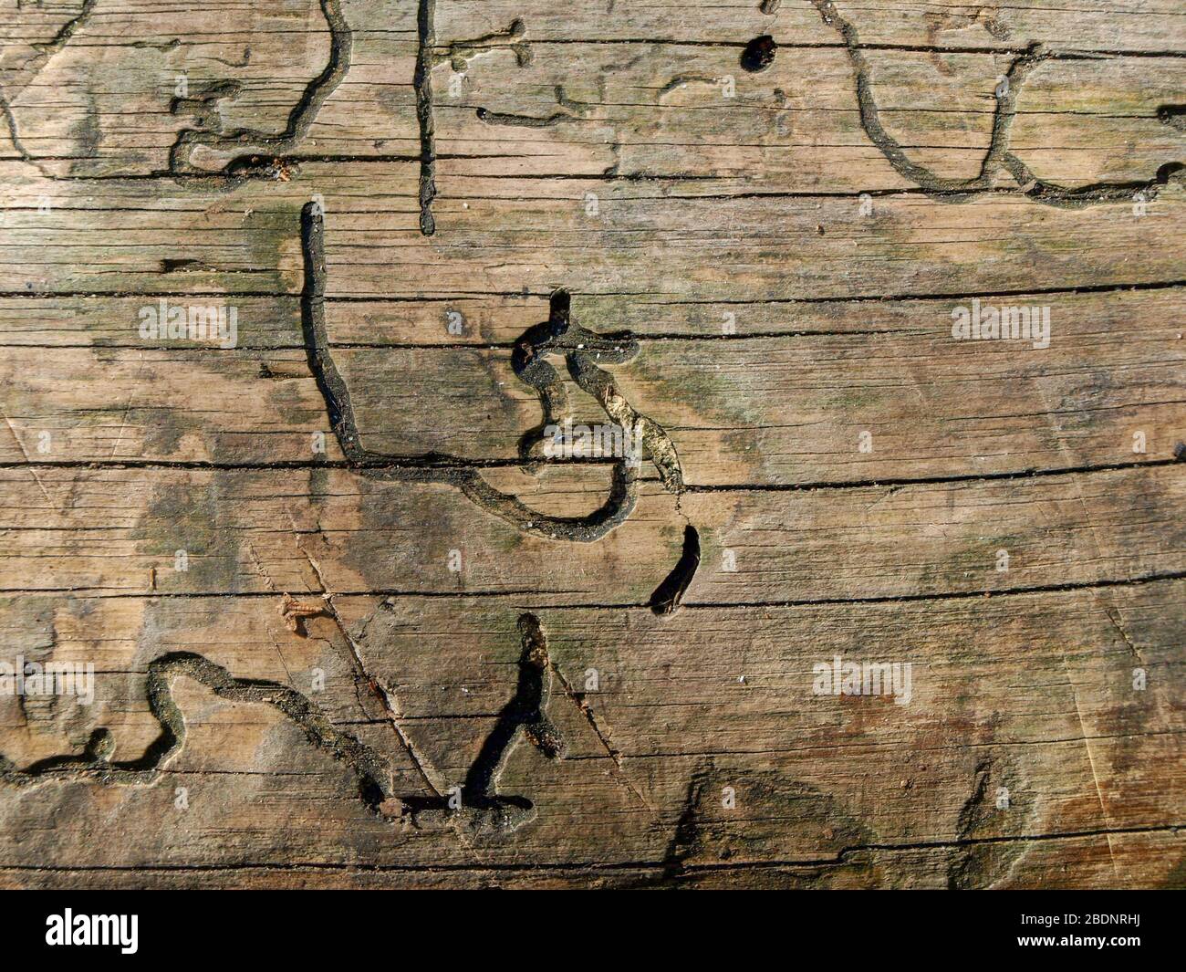 abstract picture with insect-carved texture, large wooden log Stock ...