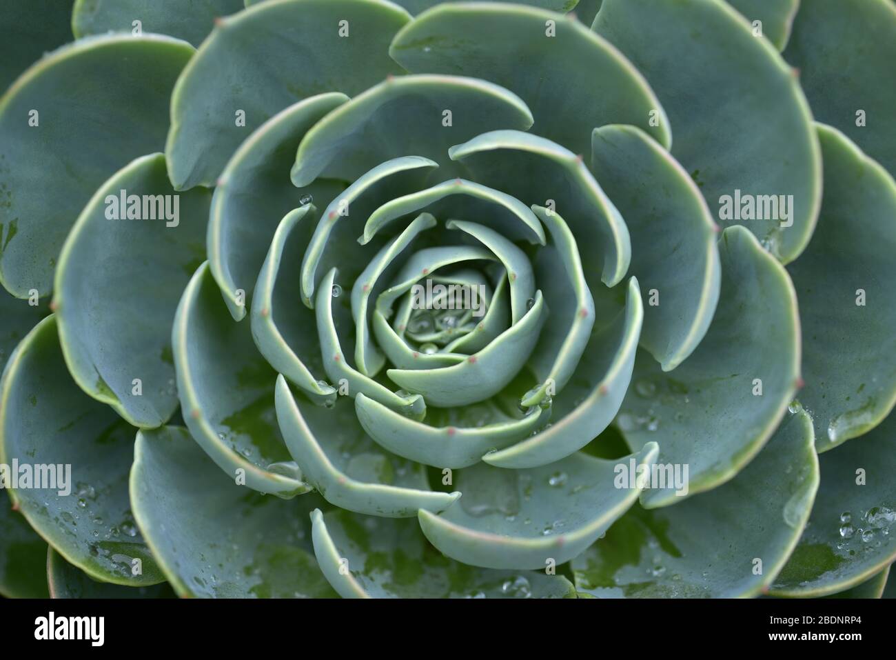 Pearl plant hi-res stock photography and images - Alamy