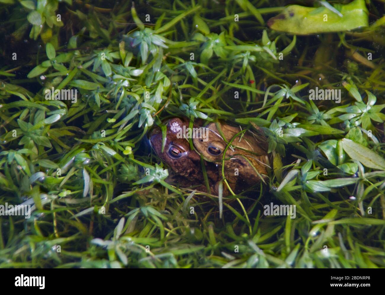 Two aquatic plants hi-res stock photography and images - Alamy