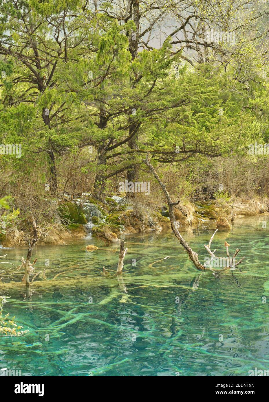 Beautiful nature with spectacular vegetation and crystal turquoise pond ...