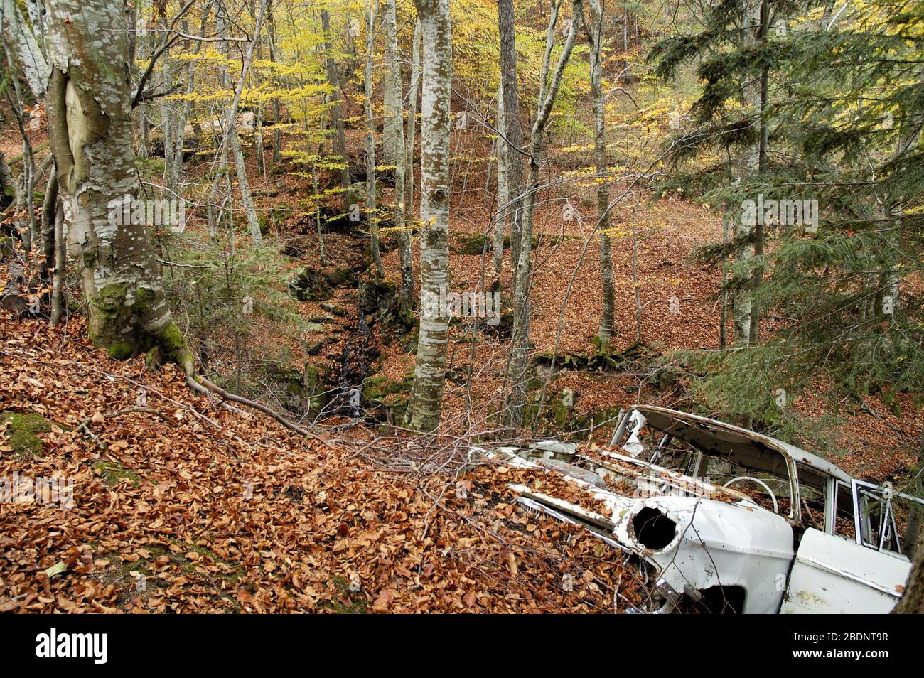 Old white car leaves abandoned hi-res stock photography and images - Alamy