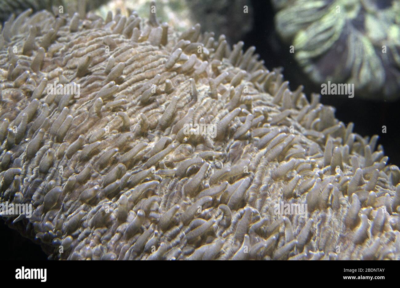 Tongue or Mole mushroom coral, Polyphyllia talpina Stock Photo - Alamy