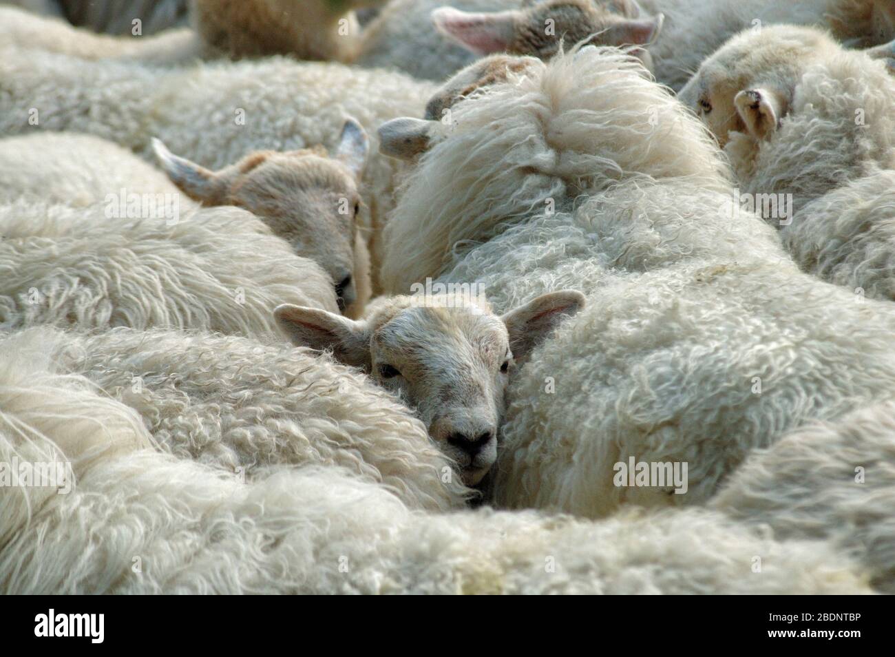 Scared sheep and lamb hi-res stock photography and images - Alamy