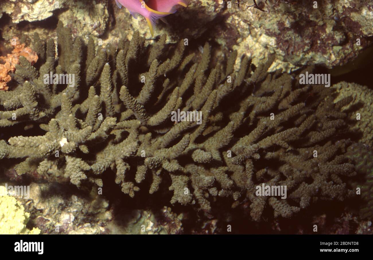 Hyacinth table coral, Acropora hyacinthus, growing in deep water Stock ...