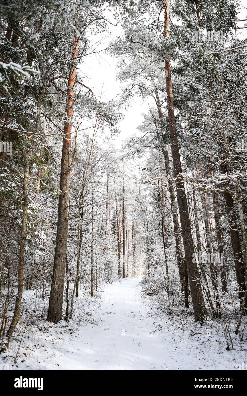 Beautiful forest road view with white snow and cloudy sky. Photo taken ...