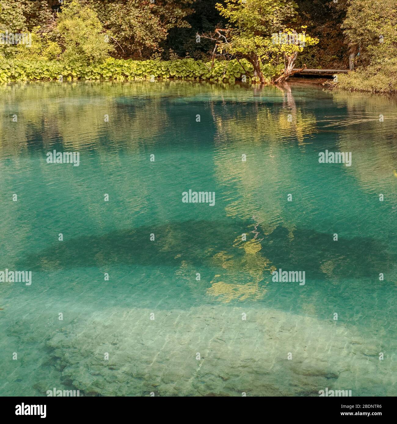 Small lake in the green summer forest with turquoise water, Plitvice ...