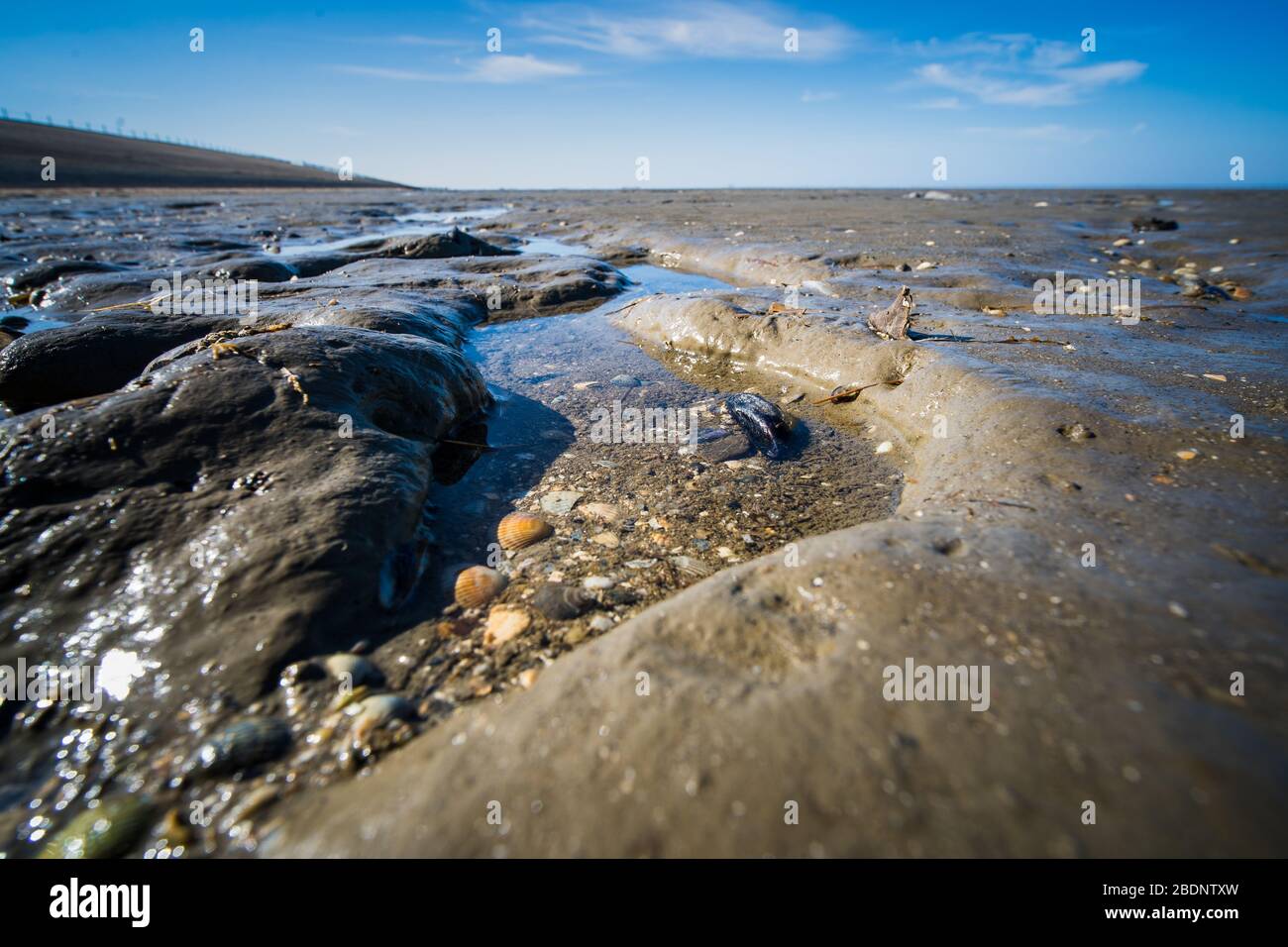Mud flats at the coast of the north Netherlands wth shells Stock Photo ...