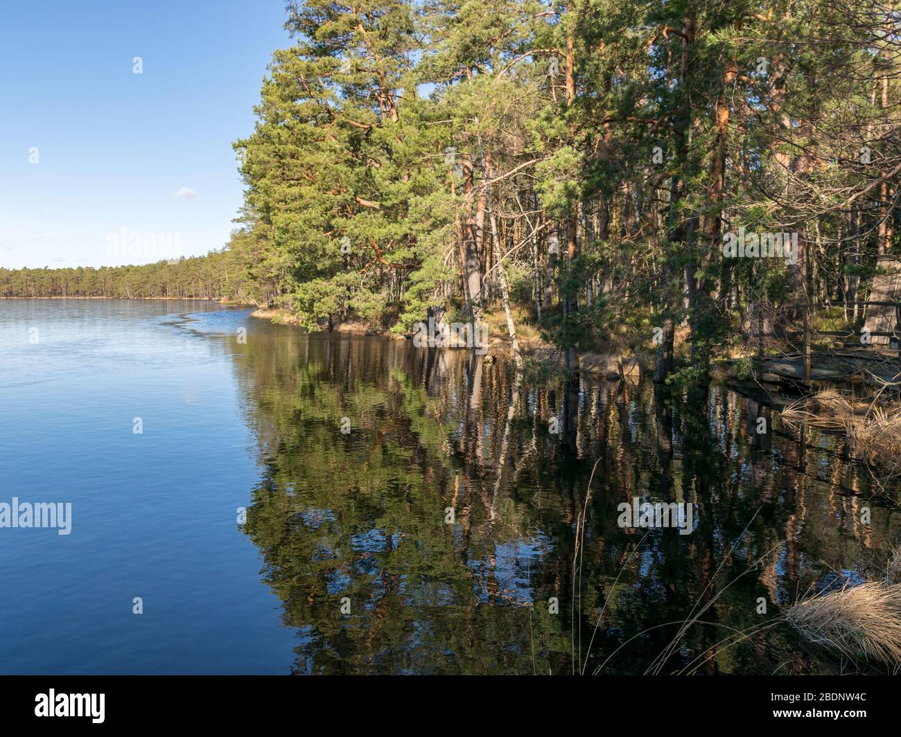 sunny landscape with forest lake, blue sky, tree reflections, Purezers ...