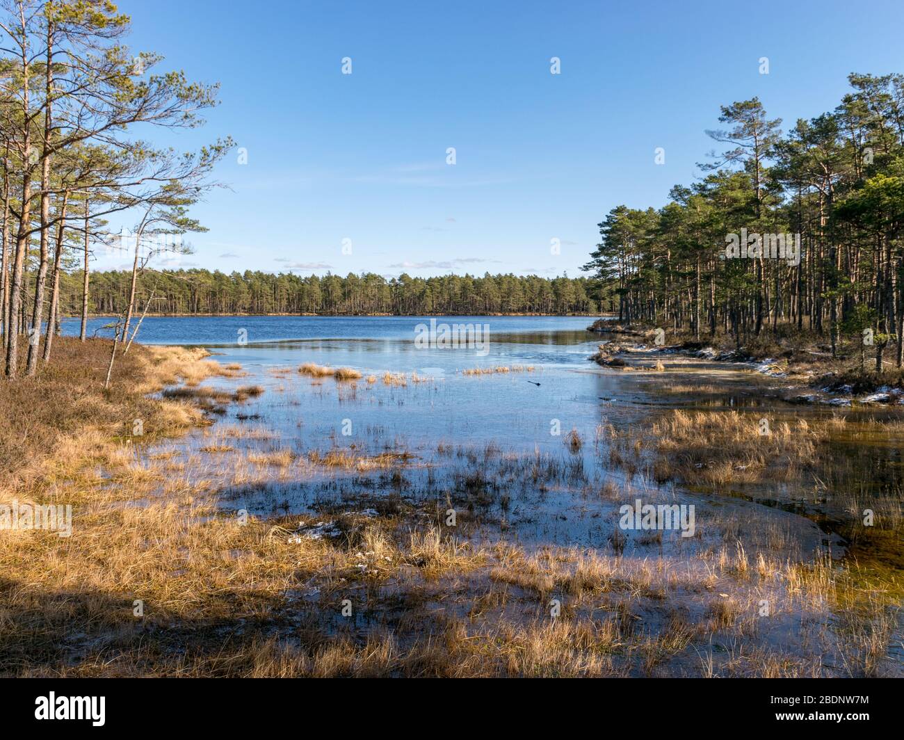 landscape with bog lake, bog pine grass and moss, Purezers, Puikule ...