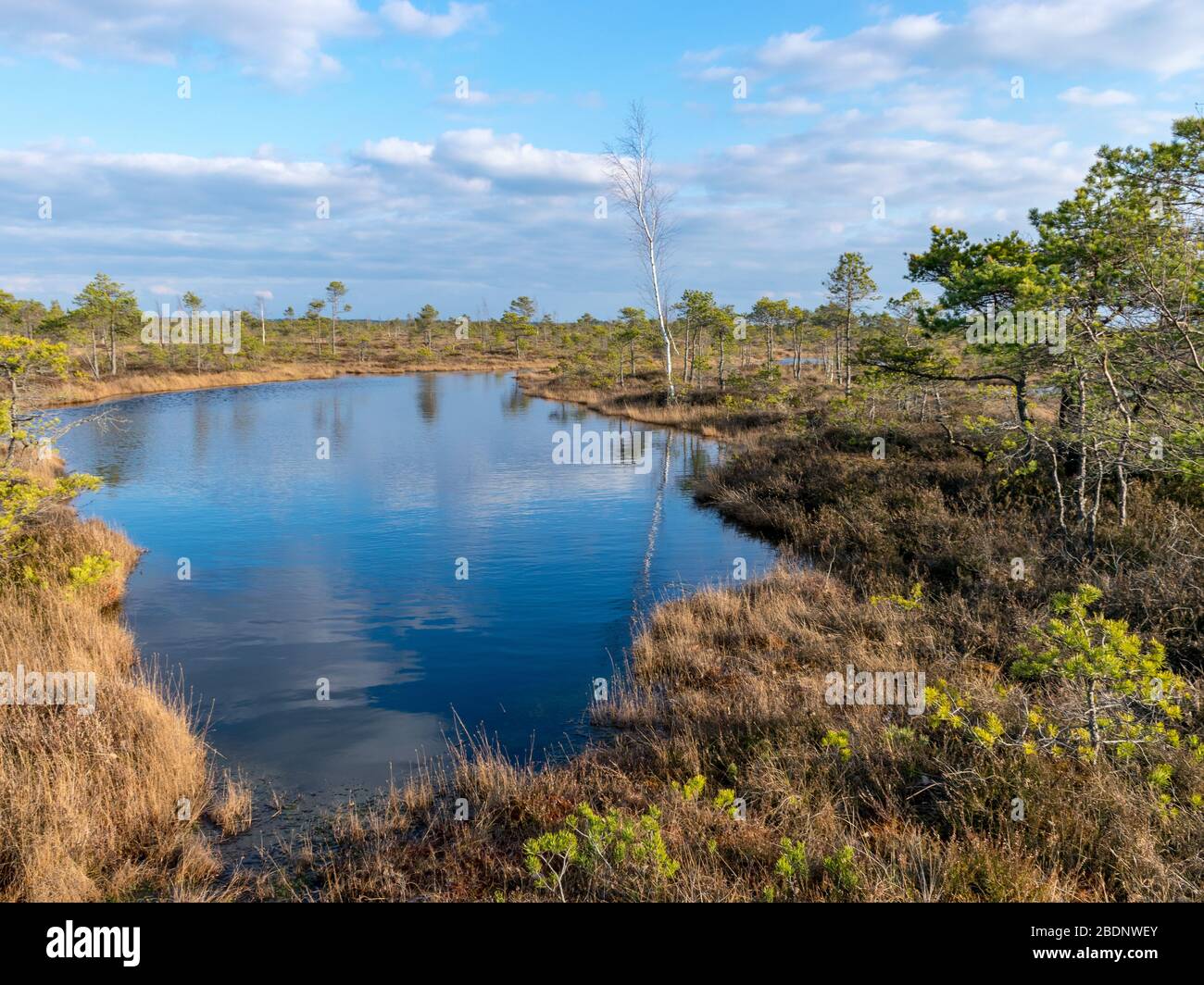 landscape with blue swamp lakes surrounded by small pine and birch ...