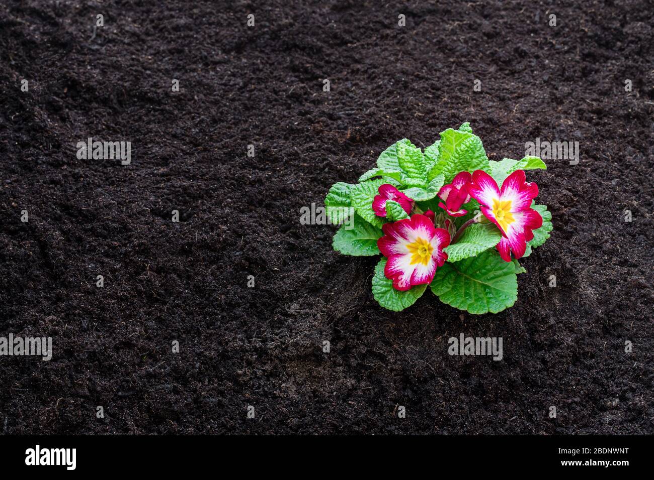 Colorful Primulas flower on soil. Ready for planting Stock Photo - Alamy